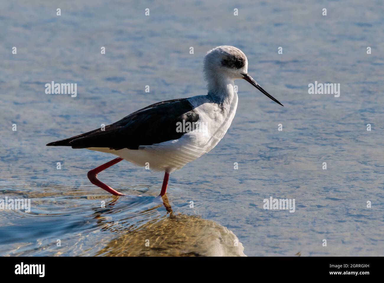 New zealand pied stilt hi-res stock photography and images - Alamy