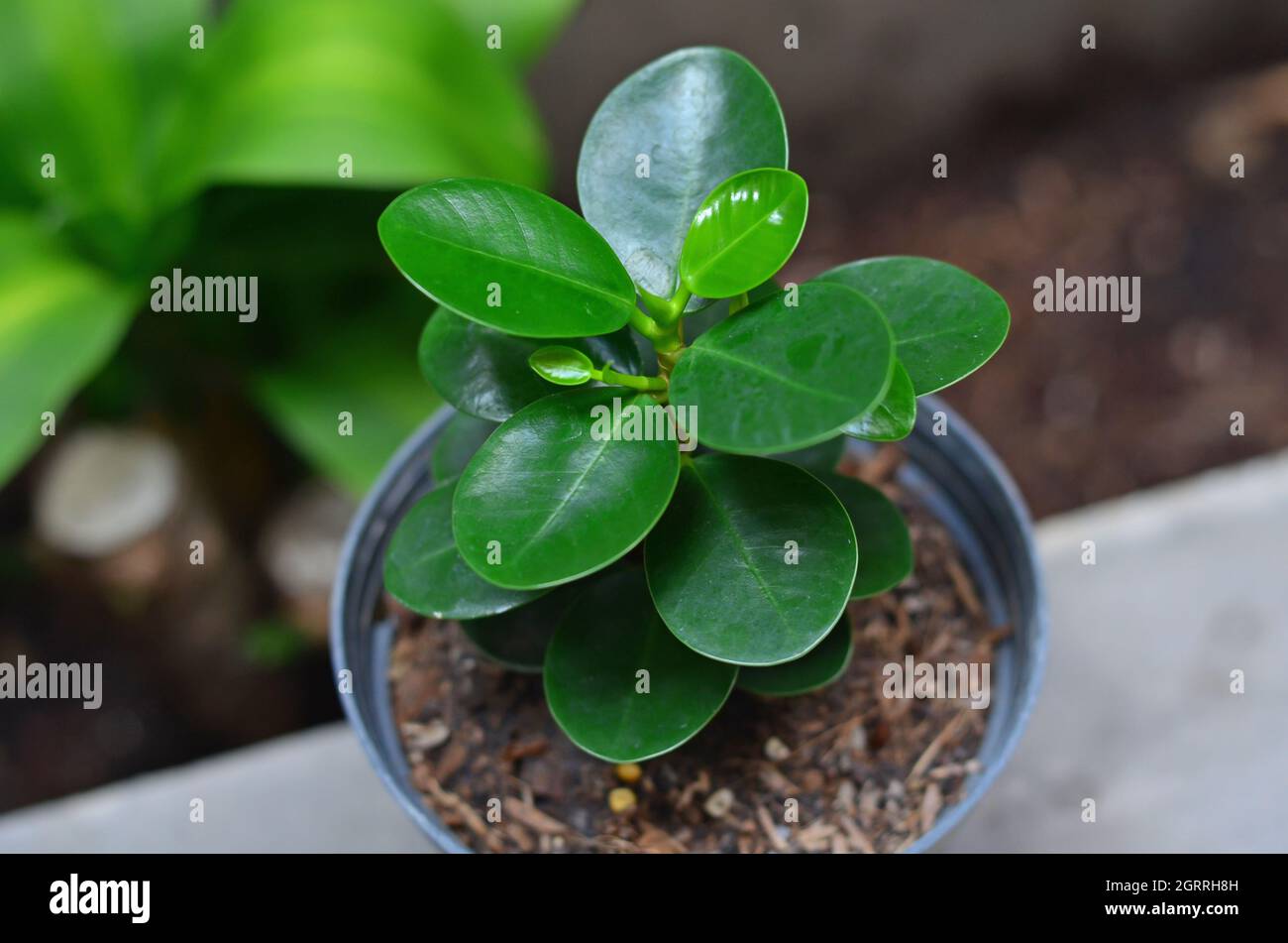 Ficus Annulata High Resolution Stock Photography and Images - Alamy