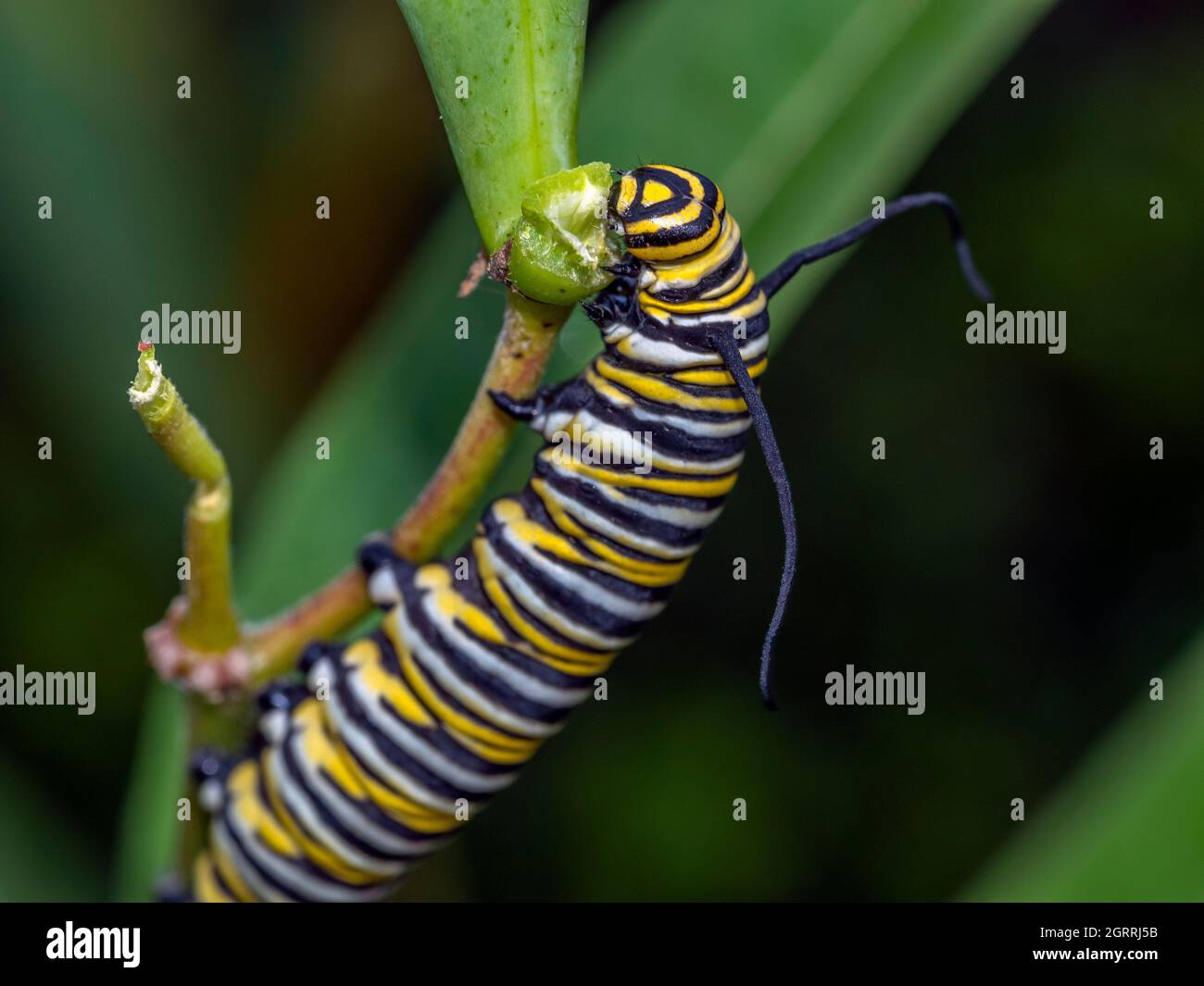 Caterpillars are the larval stage of members of the order Lepidoptera ...