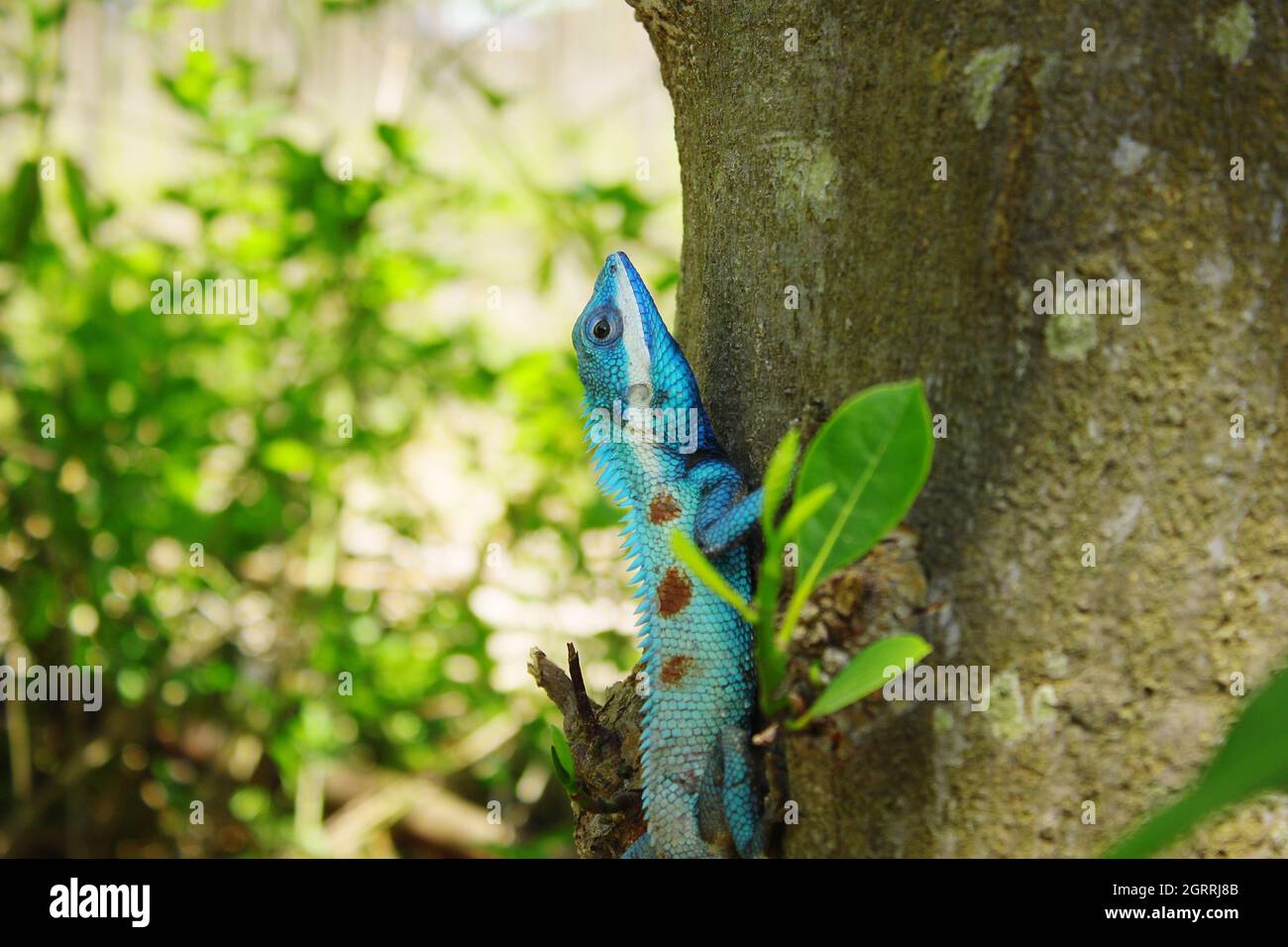 Tree snake gecko hi-res stock photography and images - Alamy