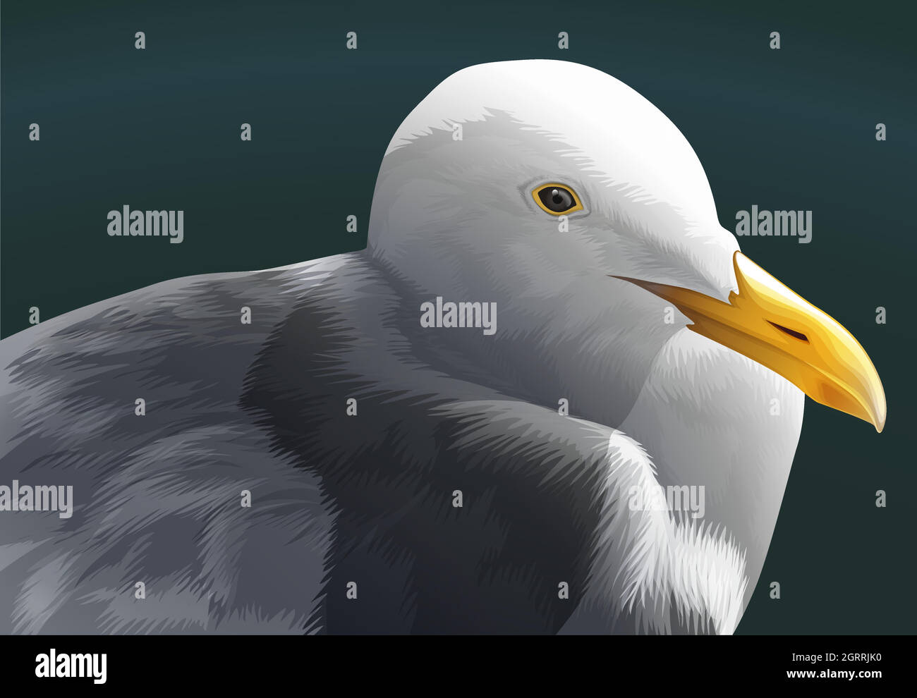 Coastal seagull Stock Vector Images - Alamy