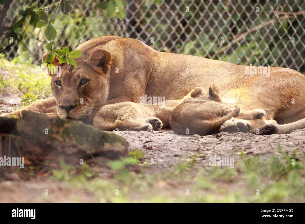 Baby lion cubs nursing hi-res stock photography and images - Alamy