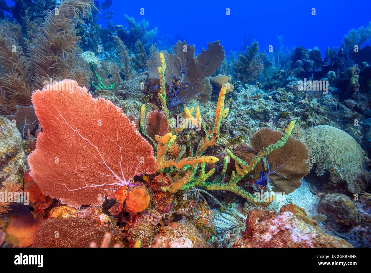 Caribbean coral reef off the coast of the island of Roatan, Honduras ...
