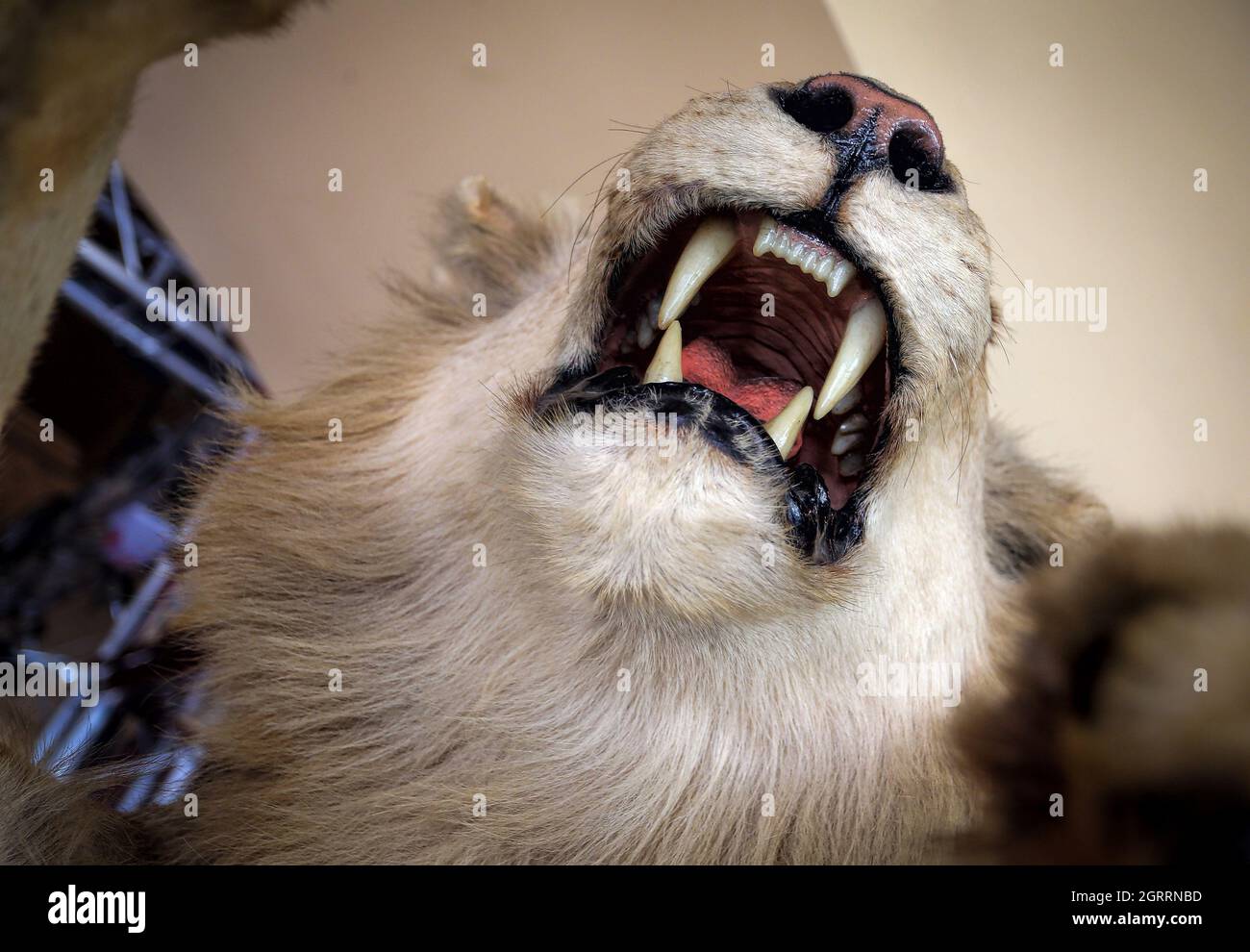 Teeth bared hi-res stock photography and images - Alamy