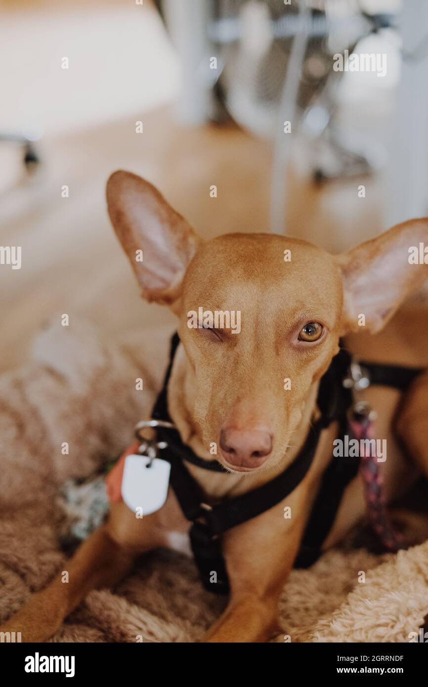 Animals winking hi-res stock photography and images - Alamy