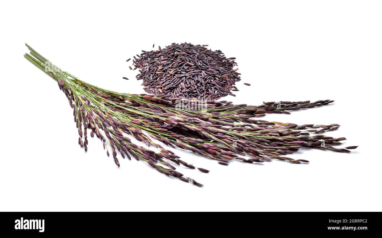 Cut rice plants hi-res stock photography and images - Alamy