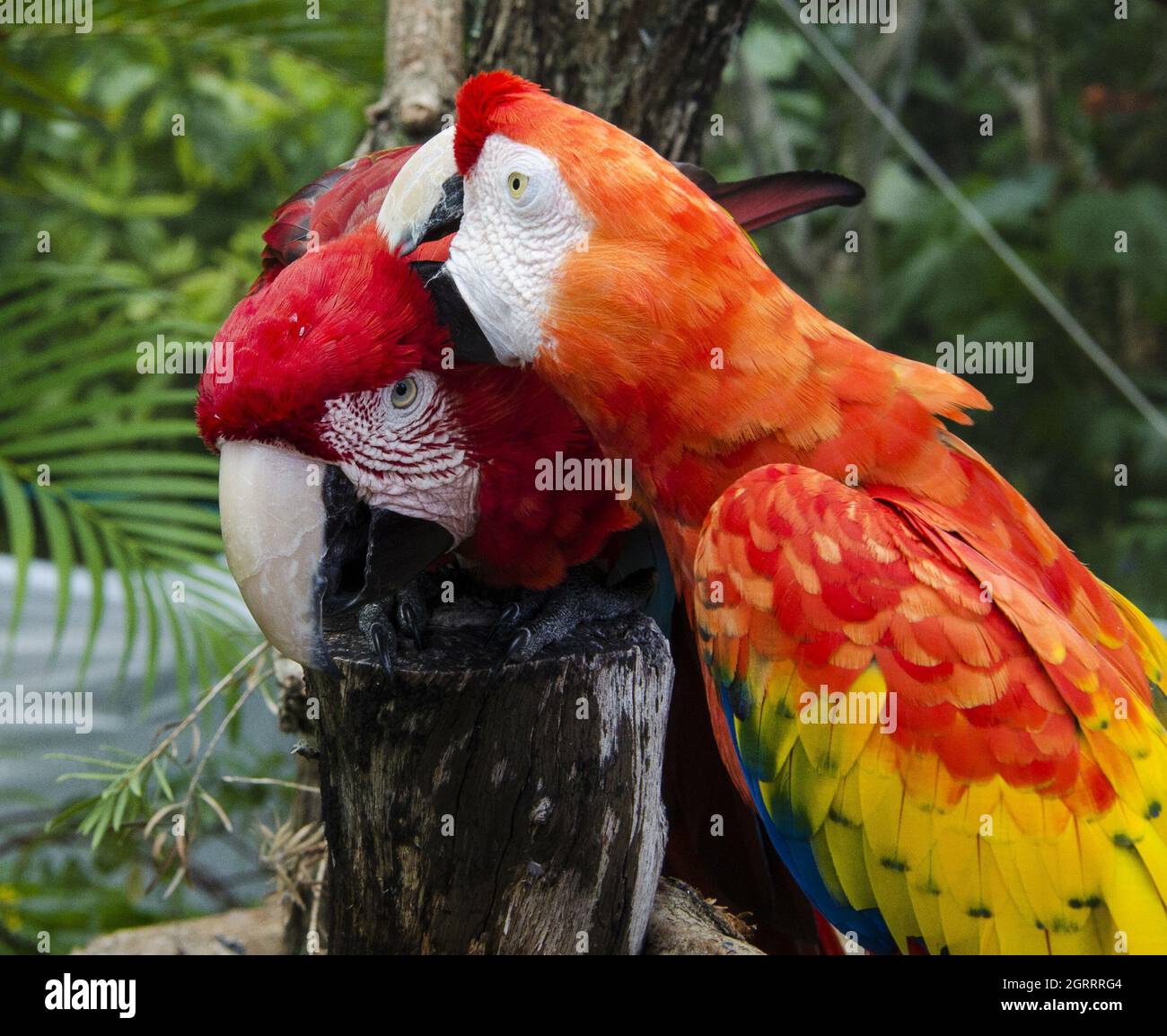 Scarlet Macaw Preening High Resolution Stock Photography and Images - Alamy
