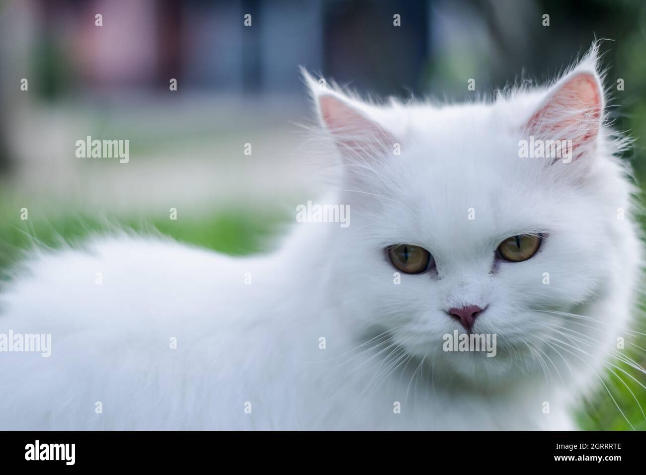 Wite animal hi-res stock photography and images - Alamy