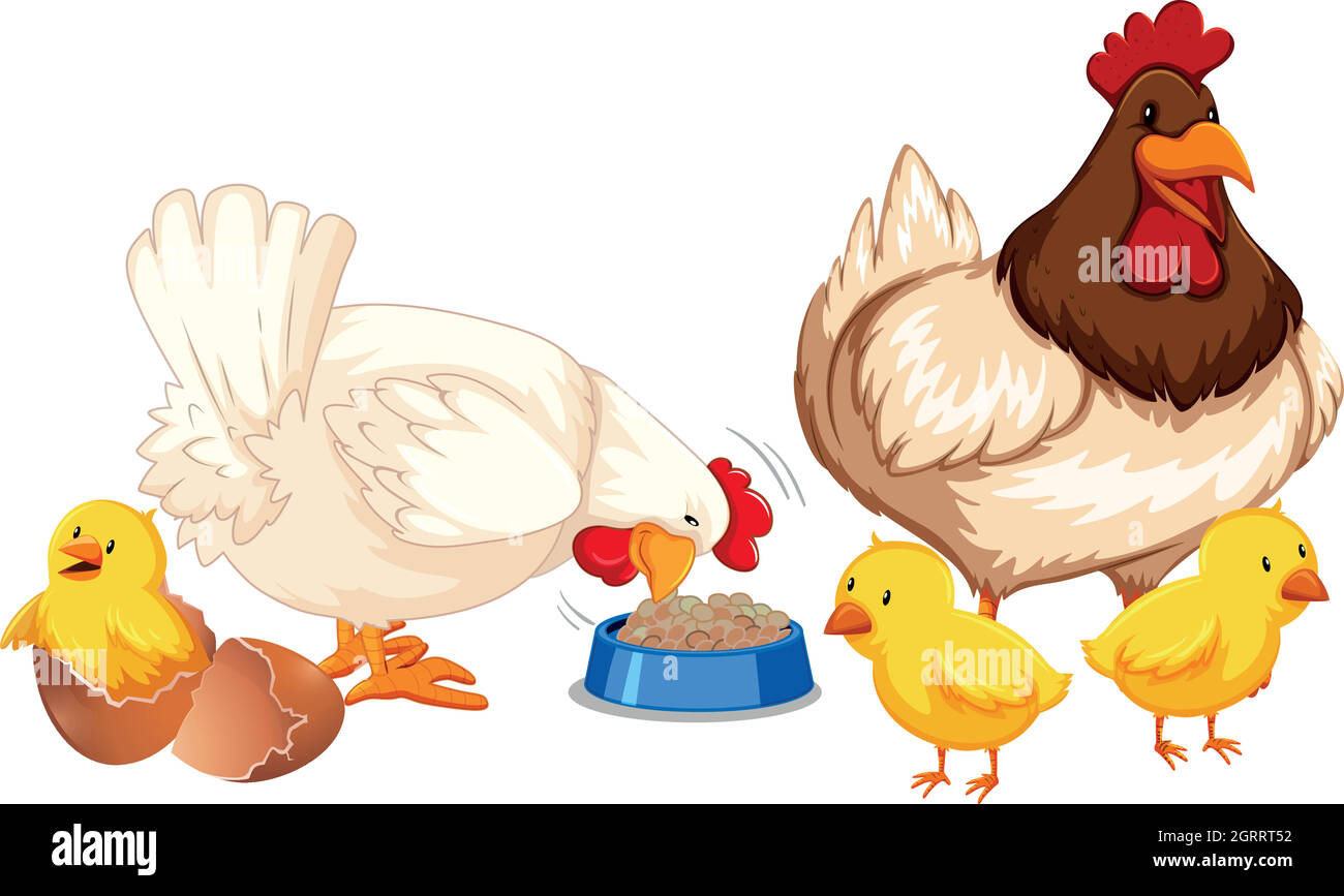 A happy chicken family Stock Vector Image & Art - Alamy