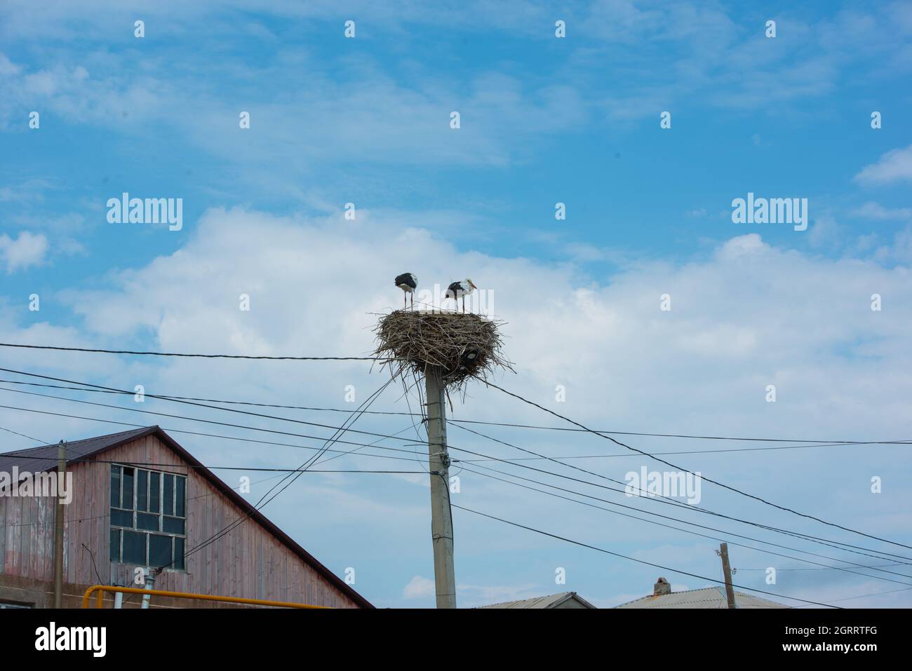 white storks very large marsh birds beautiful birds Stock Photo - Alamy