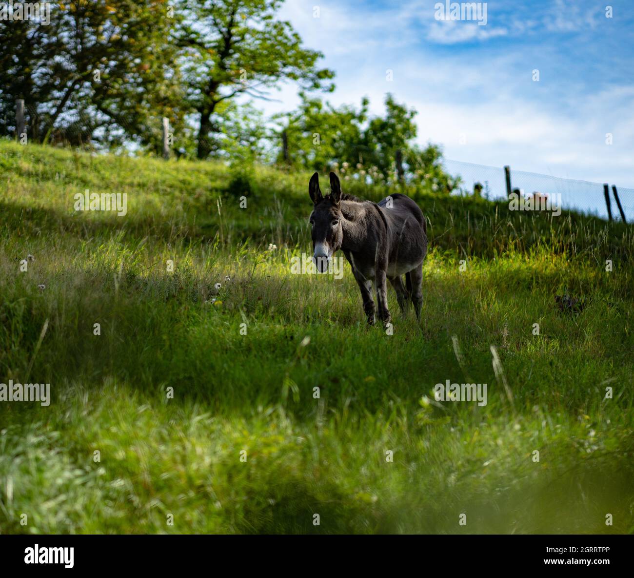 Donkey behavior hi-res stock photography and images - Alamy