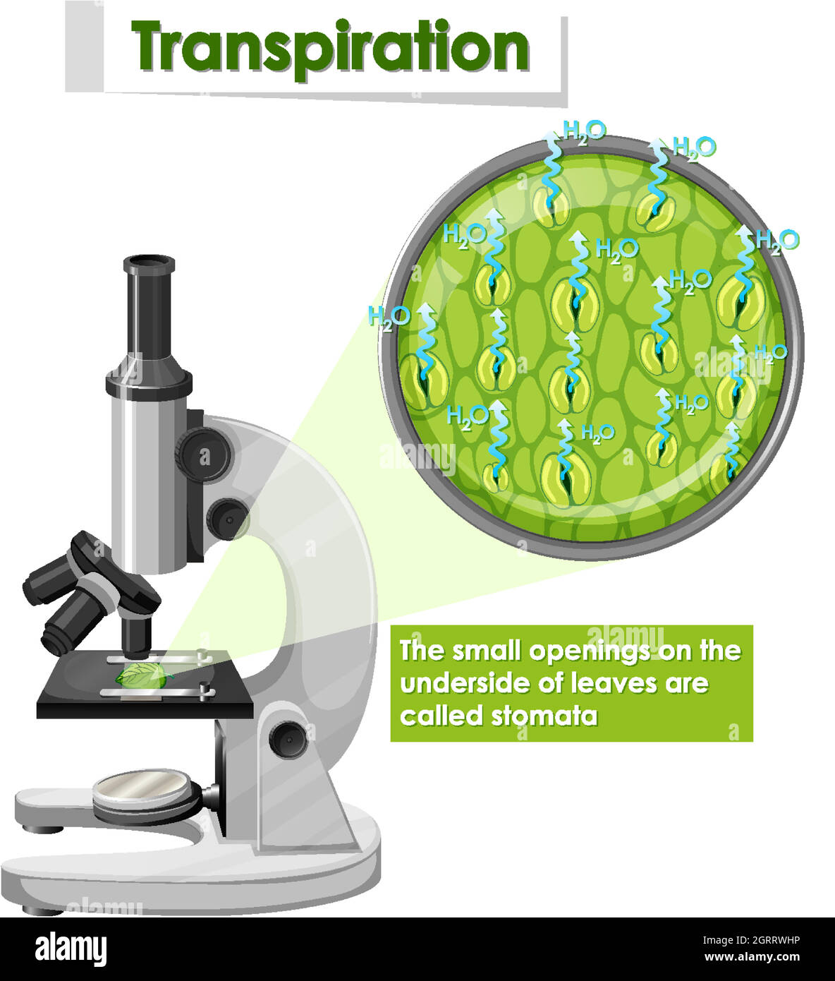 Diagram showing transpiration in plant Stock Vector Image & Art - Alamy