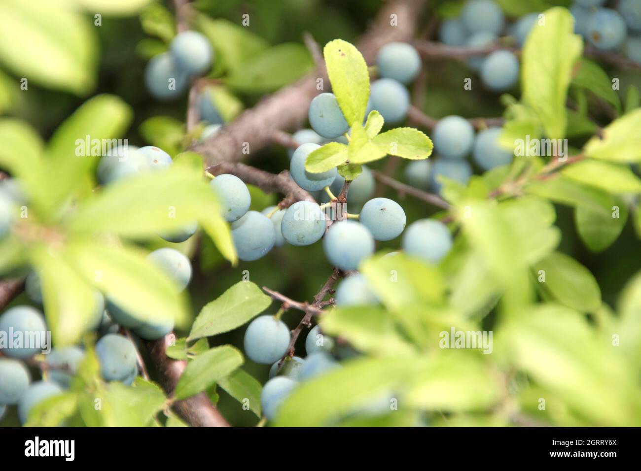 Prunus spinosa tree hi-res stock photography and images - Alamy