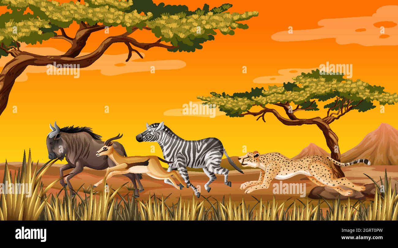 Wild Animals Running