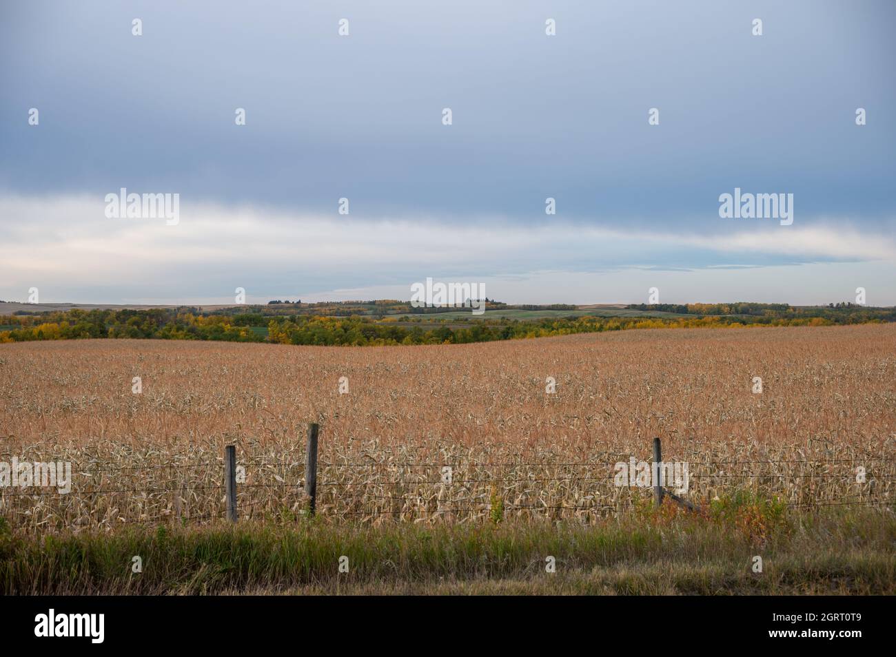 A field of ripe corn ready for harvest in the fall Stock Photo - Alamy