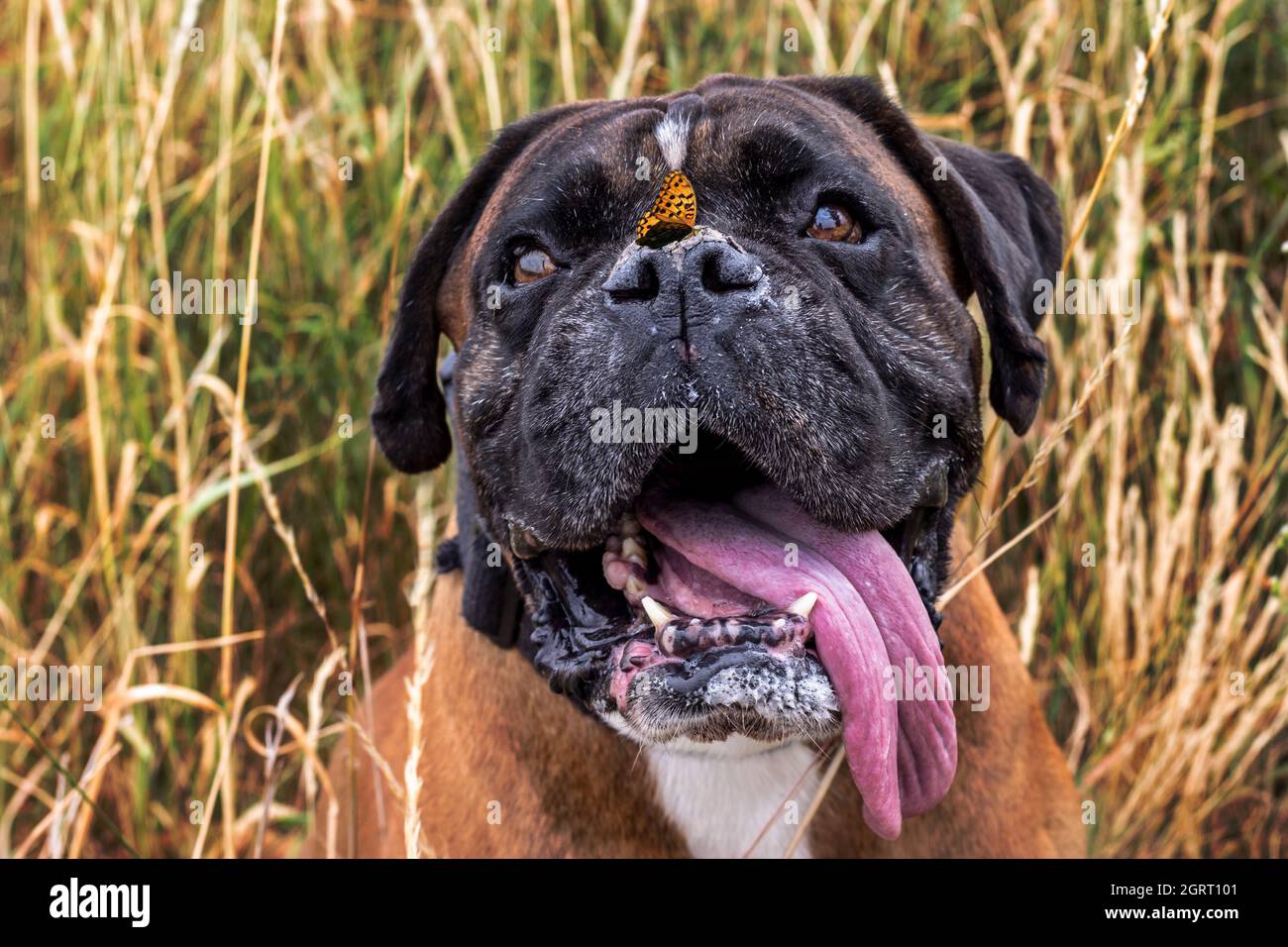 Dog with butterfly on nose hi-res stock photography and images - Alamy