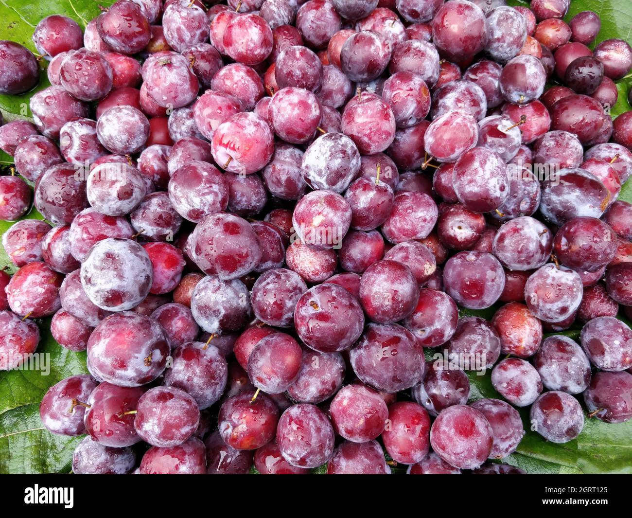 Falsa hi-res stock photography and images - Alamy