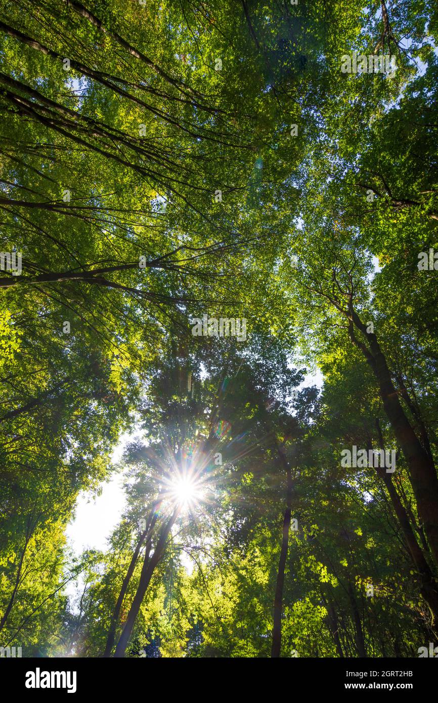 Visegrad Mountains: dark forest, treetops from below, sun in Danube ...