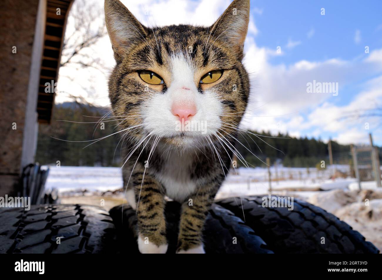 Milly cat hi-res stock photography and images - Alamy