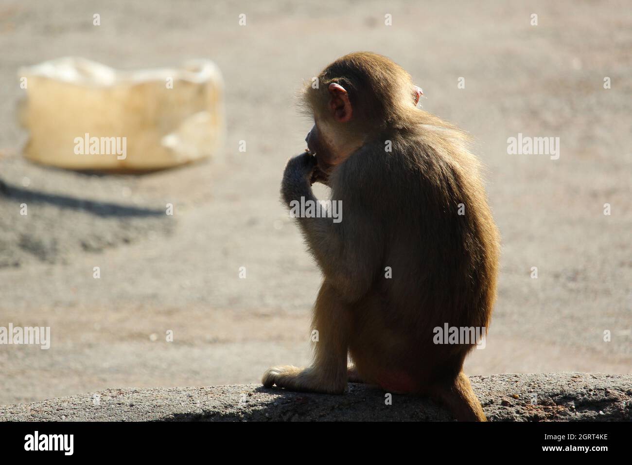 Eating ape hi-res stock photography and images - Alamy