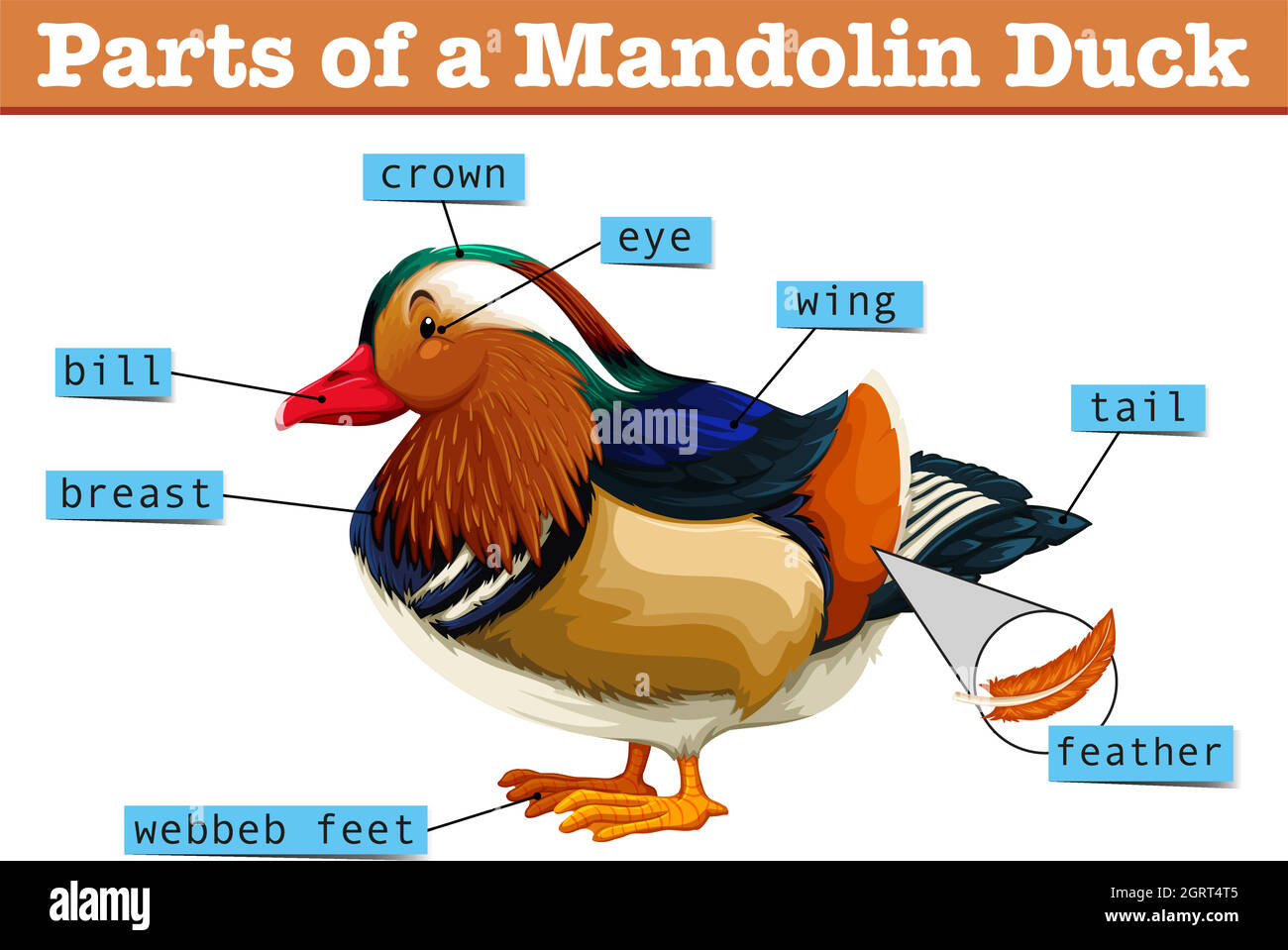 Different parts of Mandolin duck Stock Vector Image & Art - Alamy