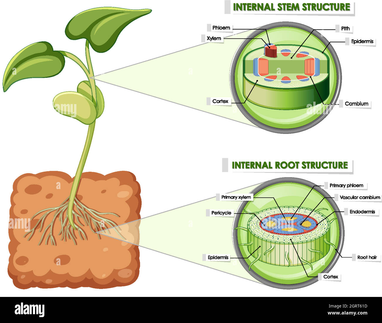 Diagram showing stem and root structure Stock Vector Image & Art - Alamy