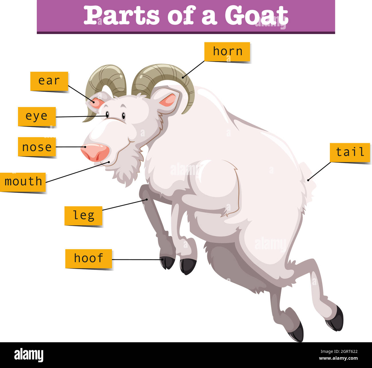 Diagram showing parts of goat Stock Vector Image & Art - Alamy