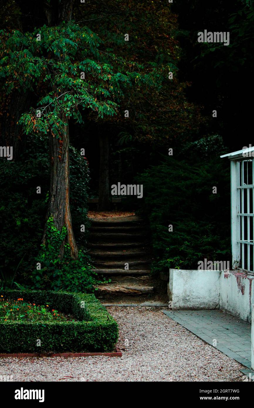 Beautiful landscape of abstract stairs from natural logs in a green ...