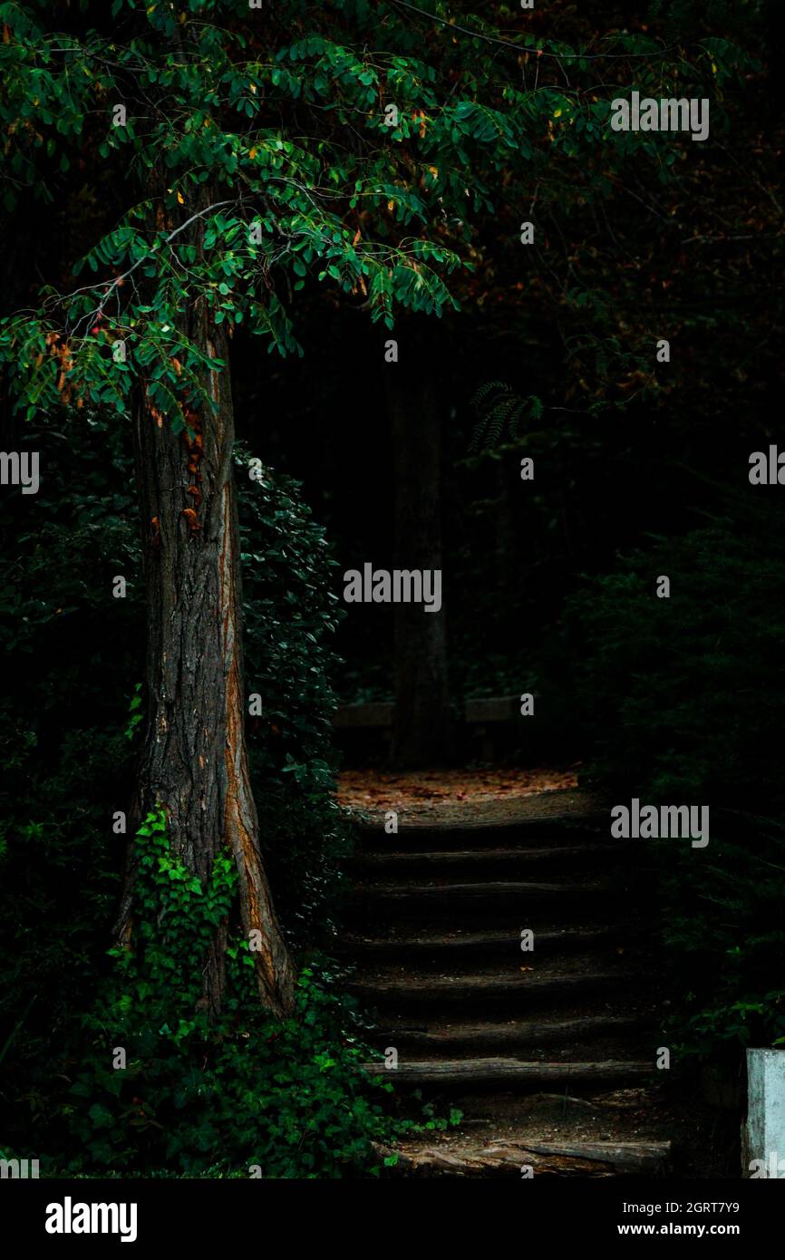 Beautiful landscape of abstract stairs from natural logs in a green ...