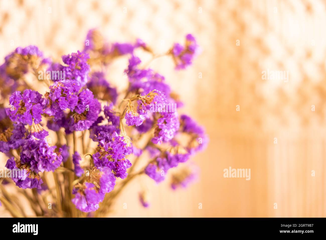 Seafoam statice hi-res stock photography and images - Alamy
