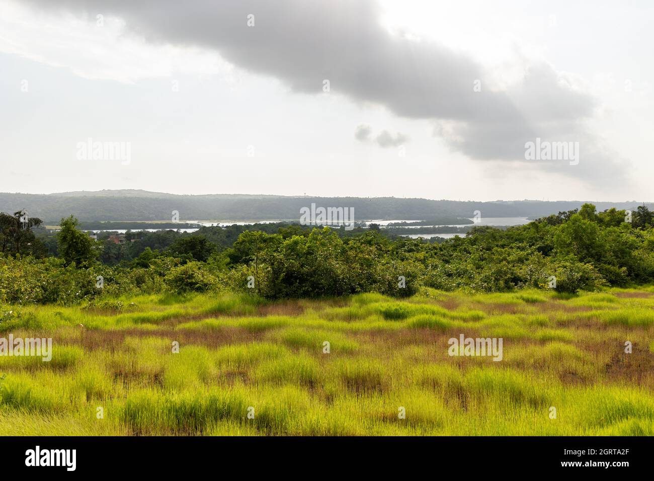 Beautiful green grassland, post-monsoon at Borim, Goa, India. Zuari ...