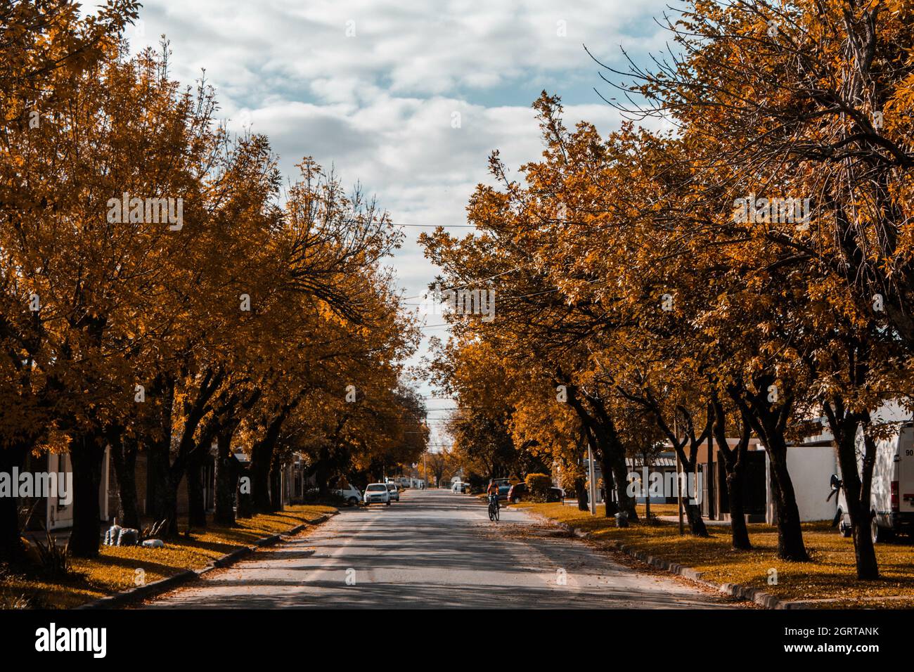Road by a park lined with golden autumn trees Stock Photo - Alamy