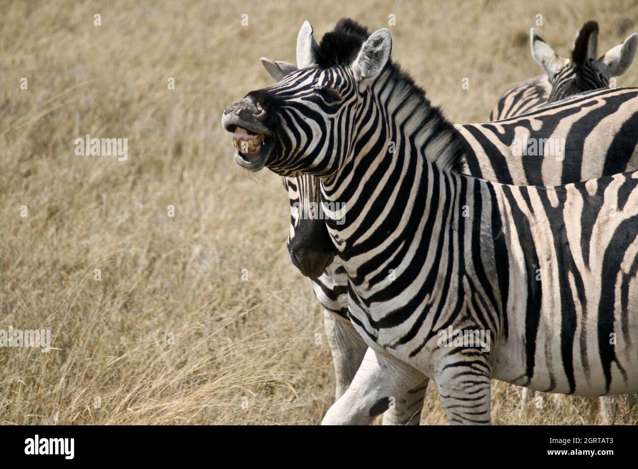 Zebra mating hi-res stock photography and images - Alamy