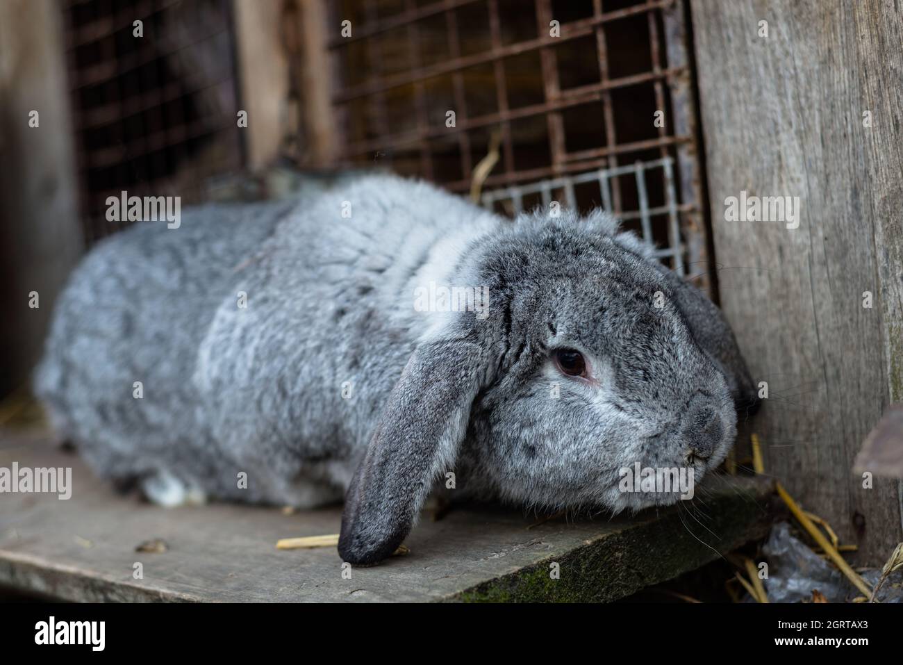 Breeding rabbit hi-res stock photography and images - Alamy