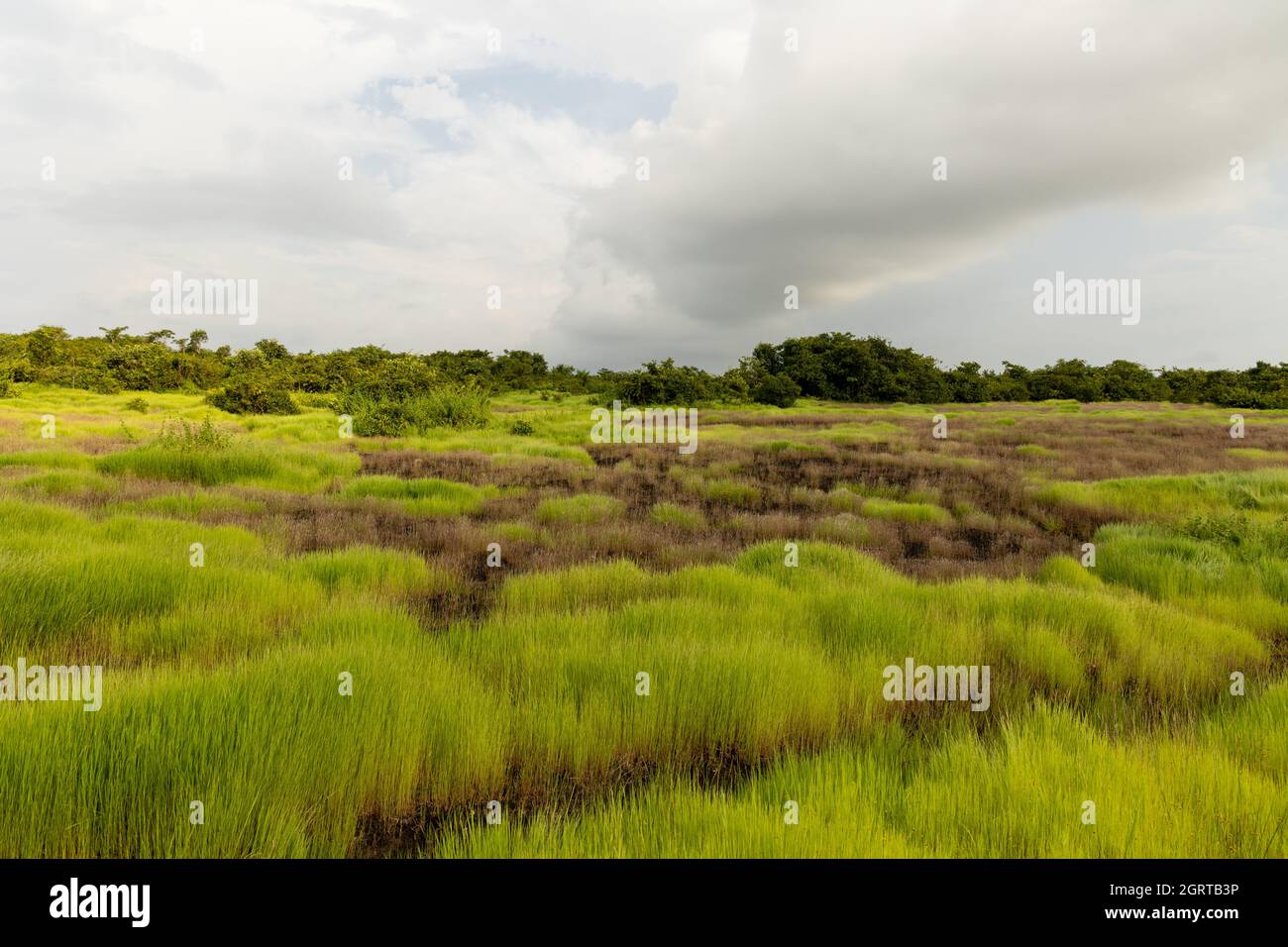 Beautiful green grassland, post-monsoon at Borim, Goa, India Stock ...