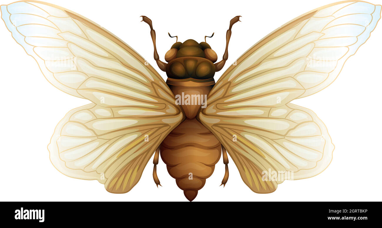 Cicada illustration hi-res stock photography and images - Alamy