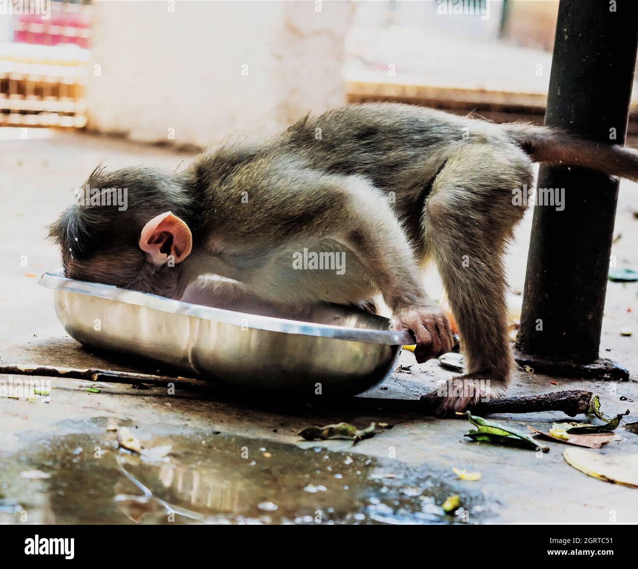 Monkey food washing hi-res stock photography and images - Alamy