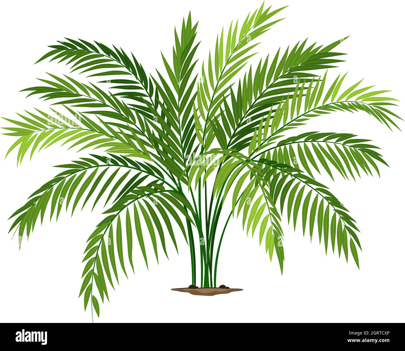Native landscape plant Stock Vector Images - Alamy