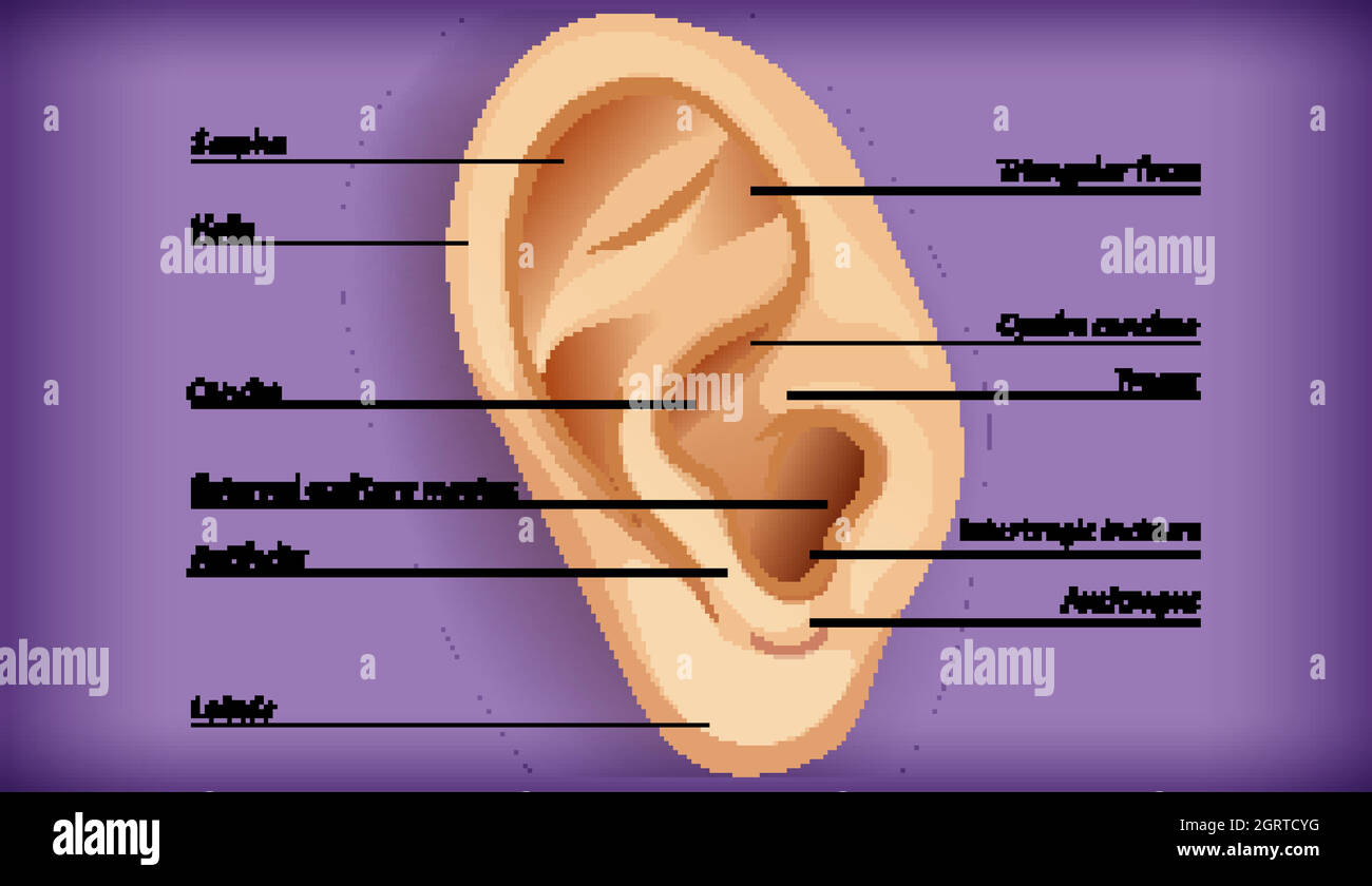 Anatomy of external ear Stock Vector Image & Art - Alamy