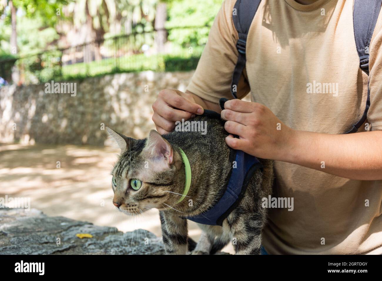 Shot of a European shorthair cat in a blue cat harness ready to go for ...