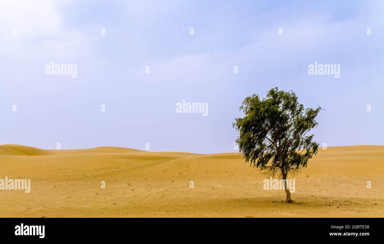 Plant india desert hi-res stock photography and images - Alamy