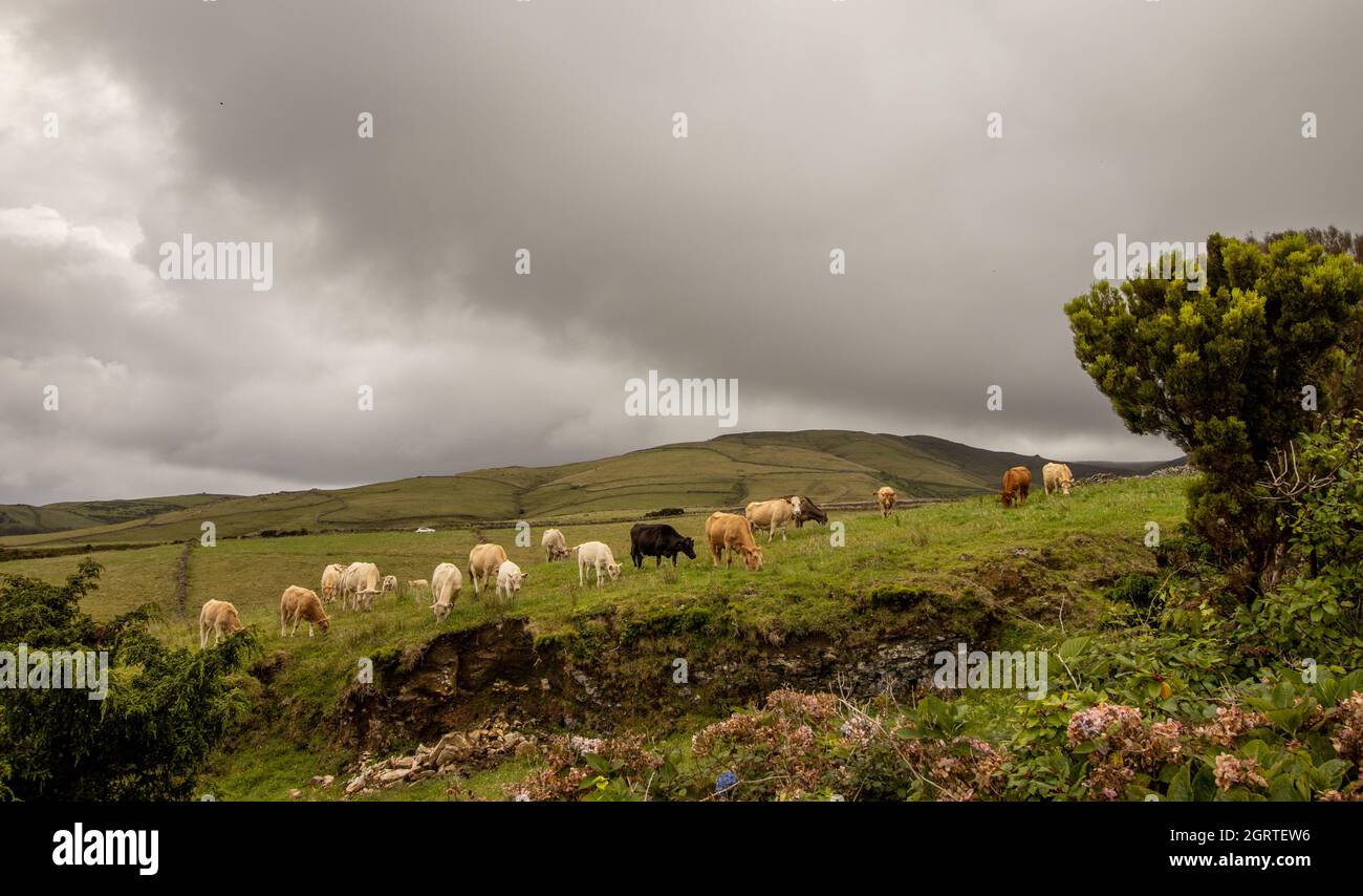 Azores islands, landscape with cows, Flores, travel destination for ...