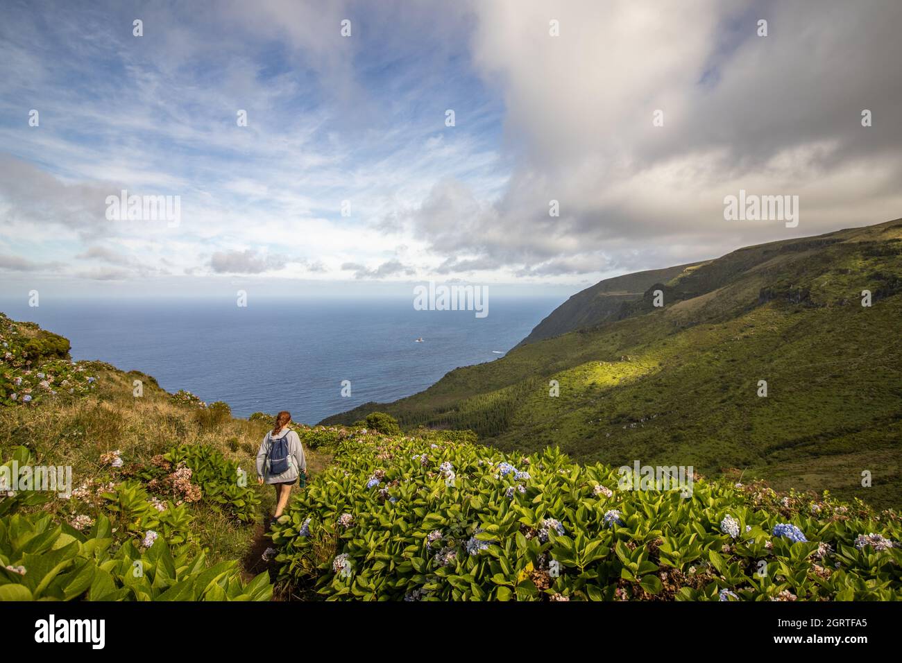 Azores islands, landscape with hiker in green vegetation, Flores ...