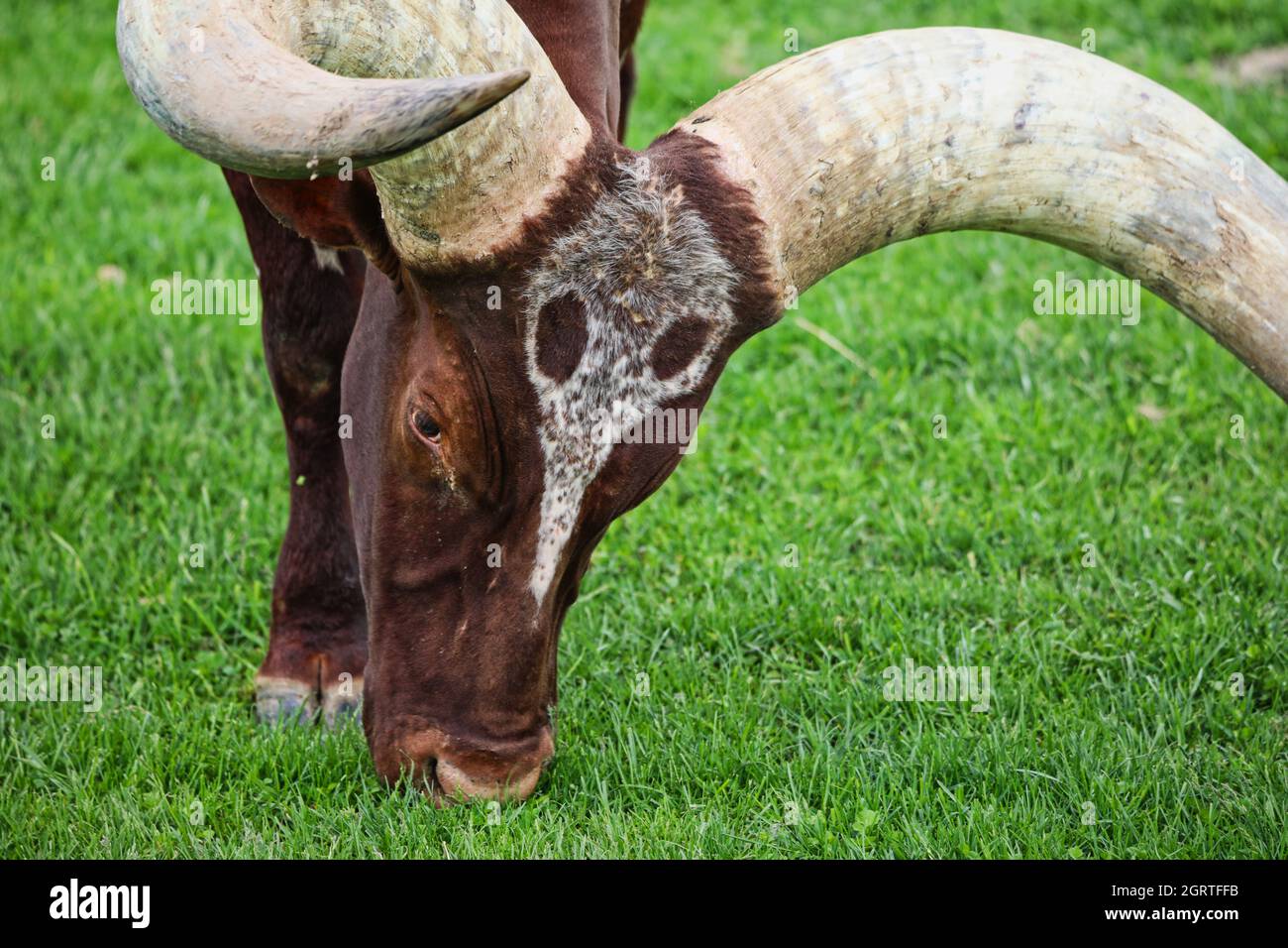 Antler mark hi-res stock photography and images - Alamy