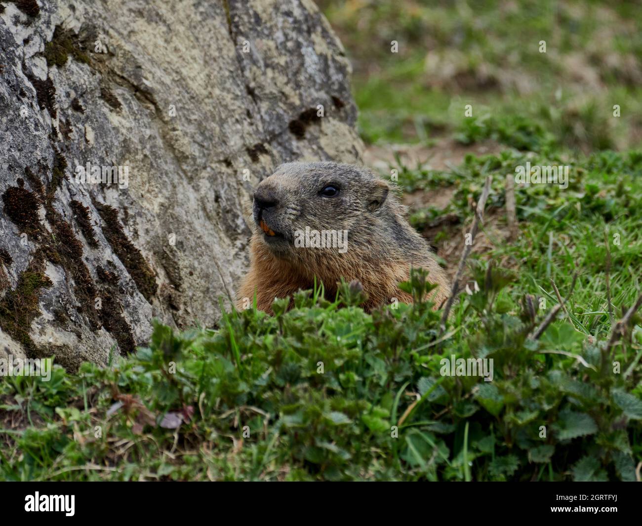 A groundhog hi-res stock photography and images - Alamy