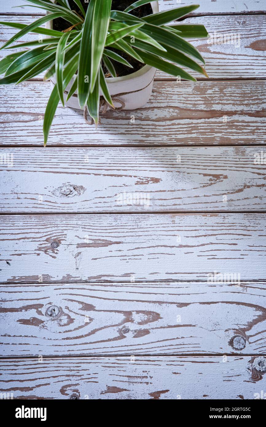 Spider pottery hi-res stock photography and images - Alamy