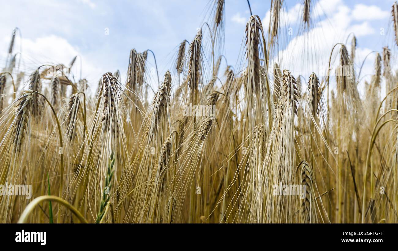 Golden barley ear close hi-res stock photography and images - Alamy