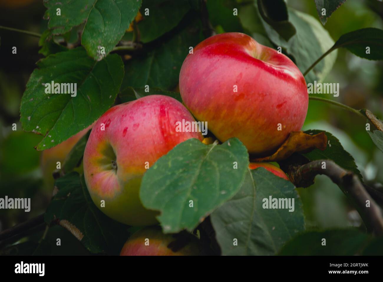 Rote äpfel am baum hi-res stock photography and images - Alamy