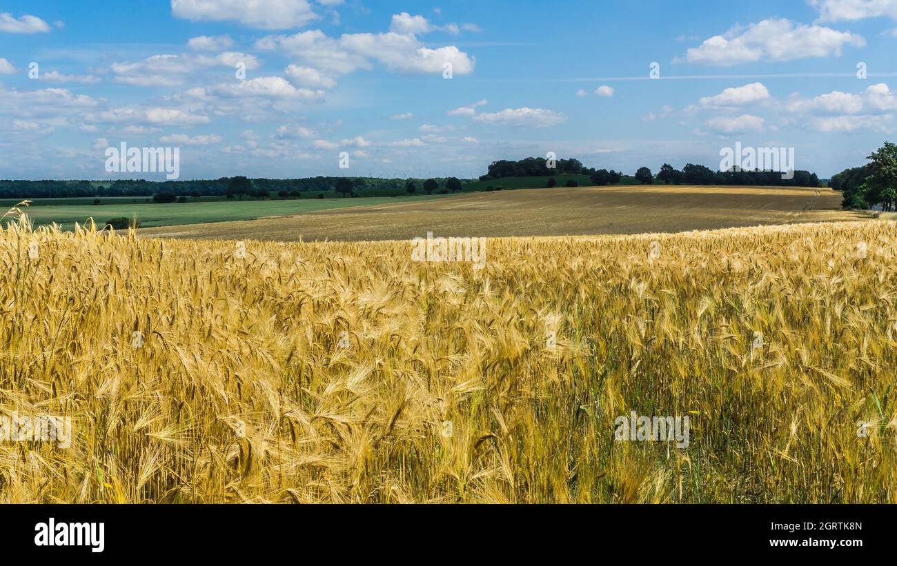 landscape with field of golden barley plants in summer Stock Photo - Alamy