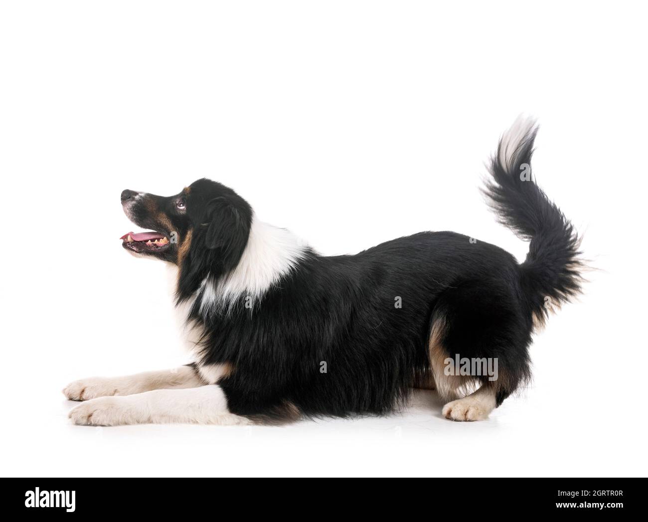Border collie sitting side view Cut Out Stock Images & Pictures - Alamy